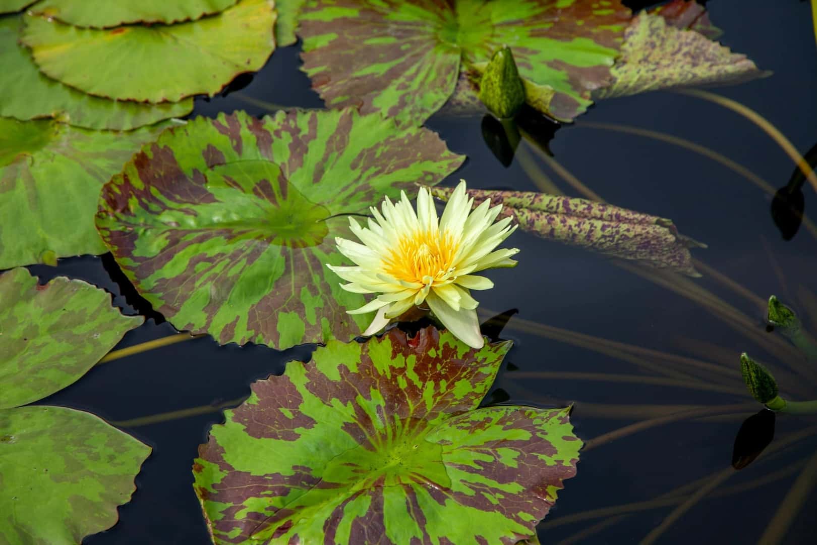 Top 5 Spots in Orange, TX for Nature Lovers | Granger Chevrolet